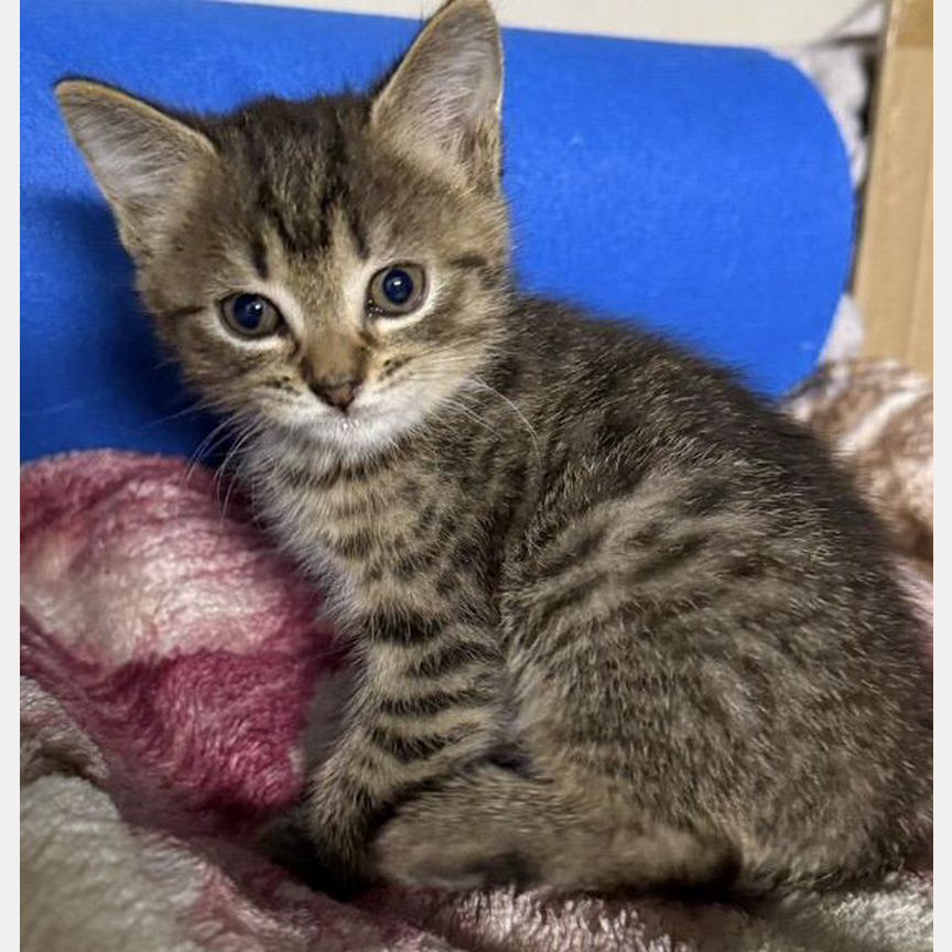 Котята