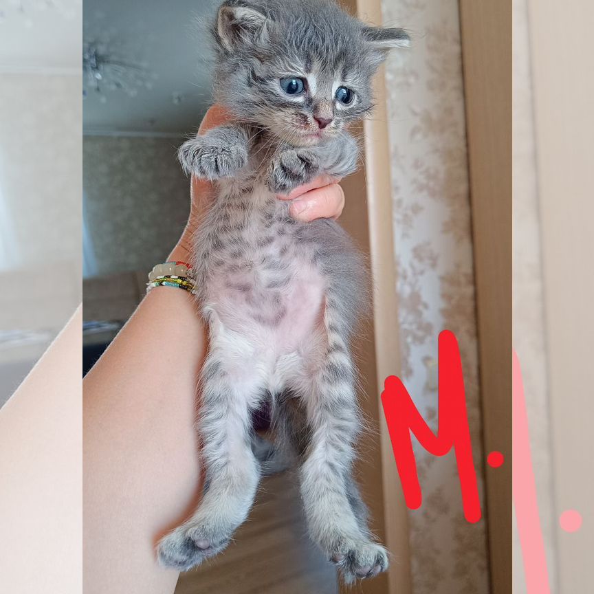 Котёнок в добрые руки