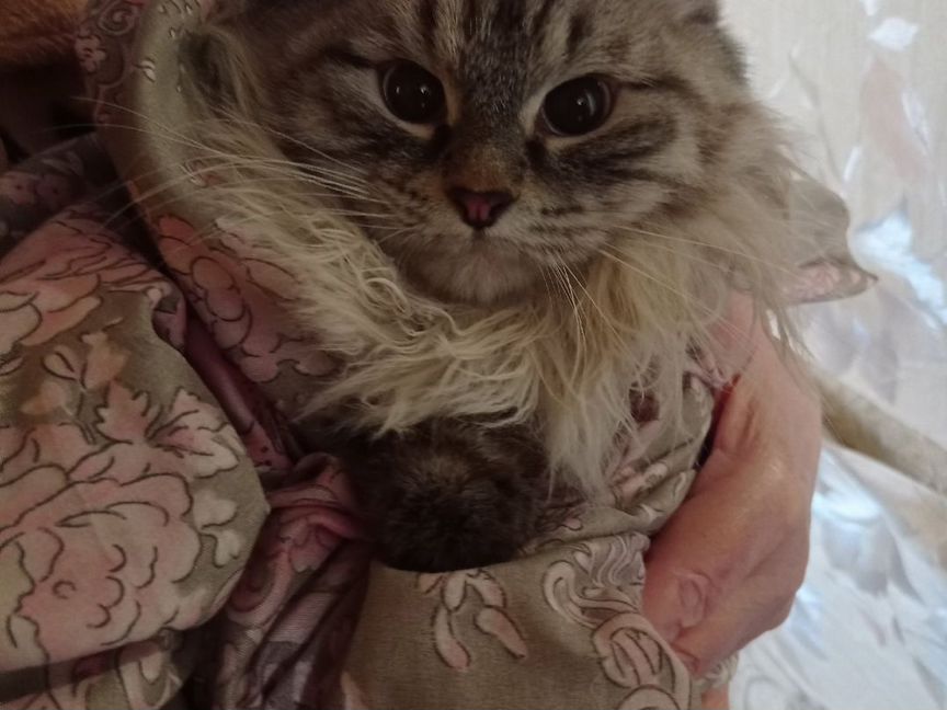 Кошка