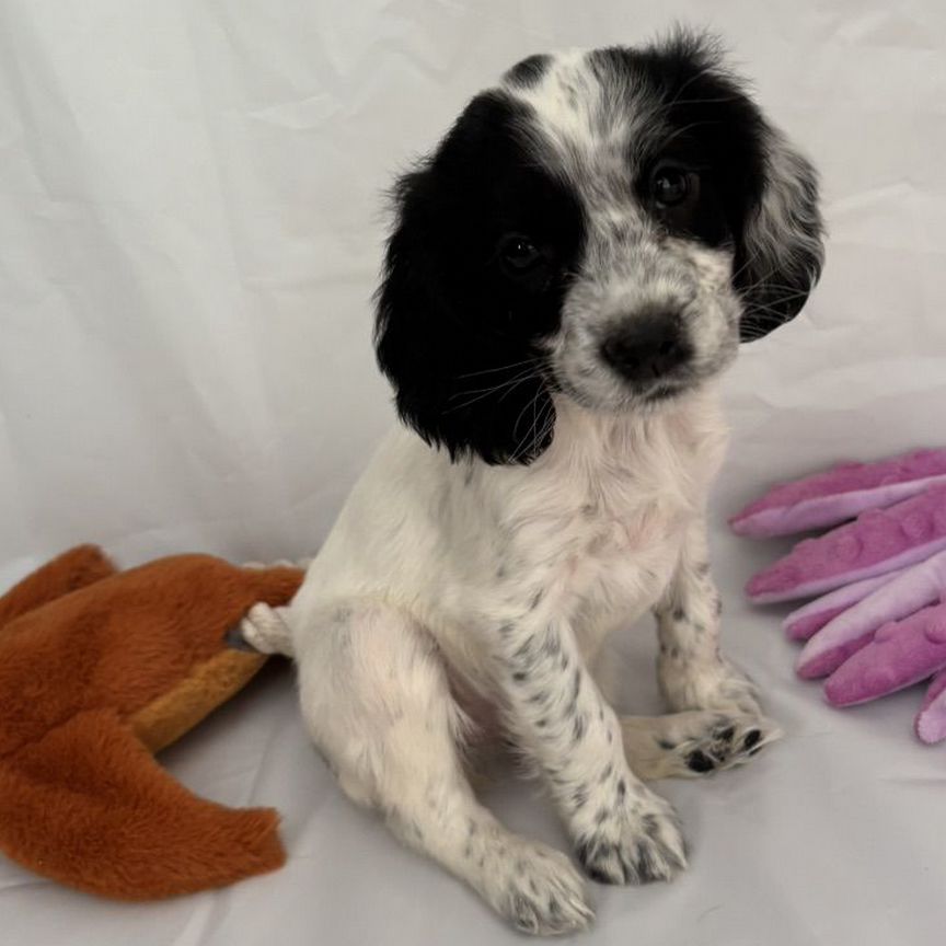 Английский кокер-спаниель, щенок