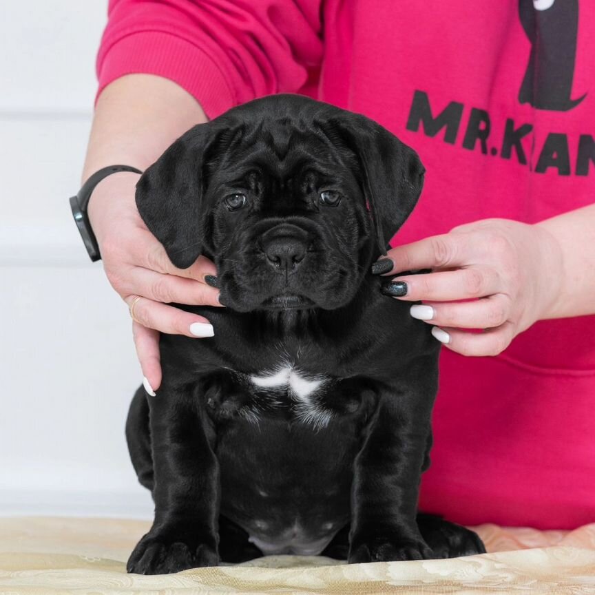 Девчушки корсо