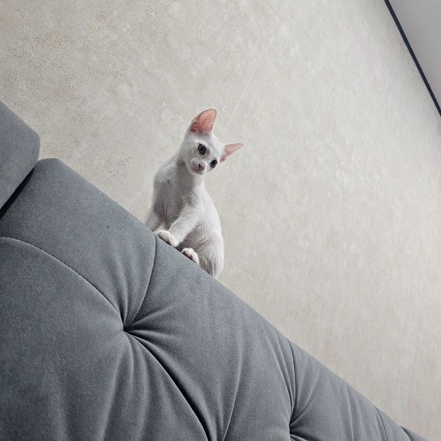 Ориетал, котёнок белый