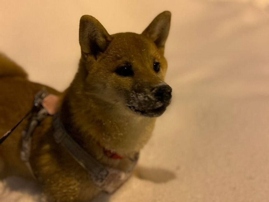 Продаётся щенок Сиба Ину