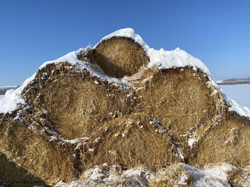 Солома ячменная