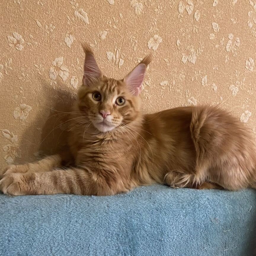 Мейн-кун котёнок