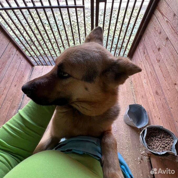 Спасите Малыша из приюта, очень нужен дом