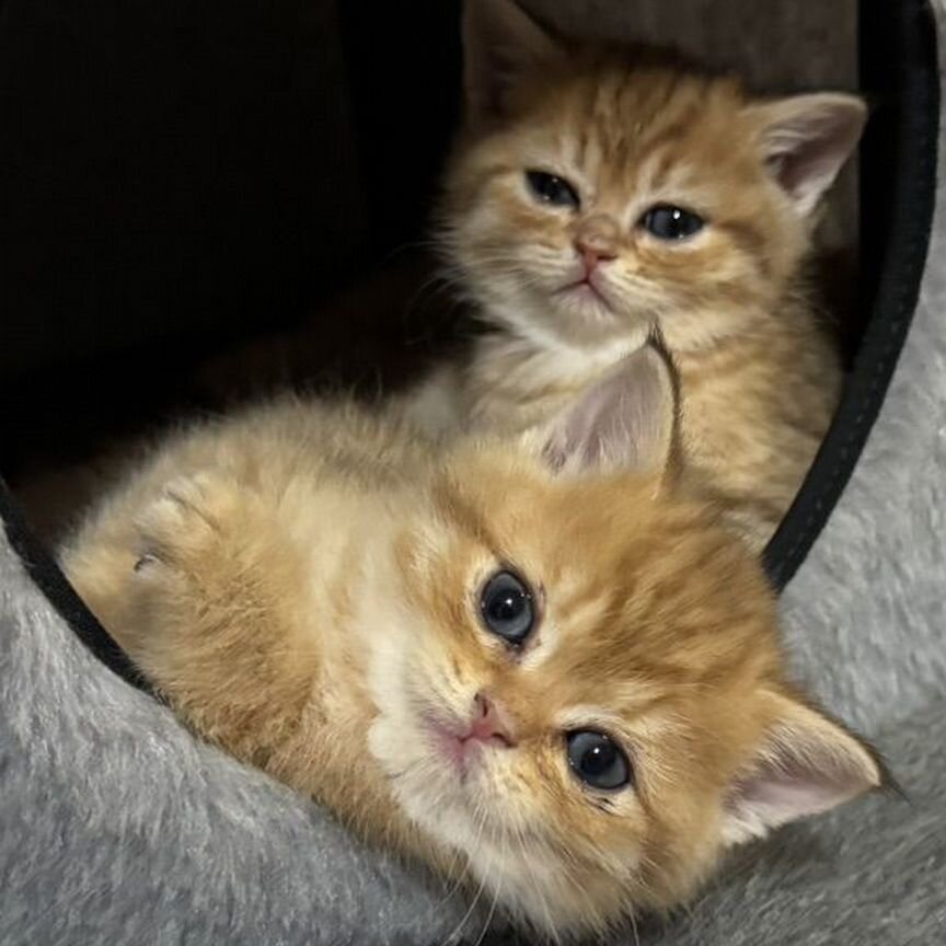 Шотландский вислоухий короткошёрстный котёнок