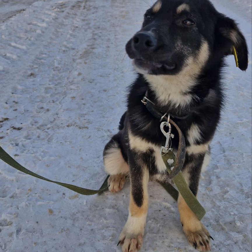 Щенок в добрые руки бесплатно