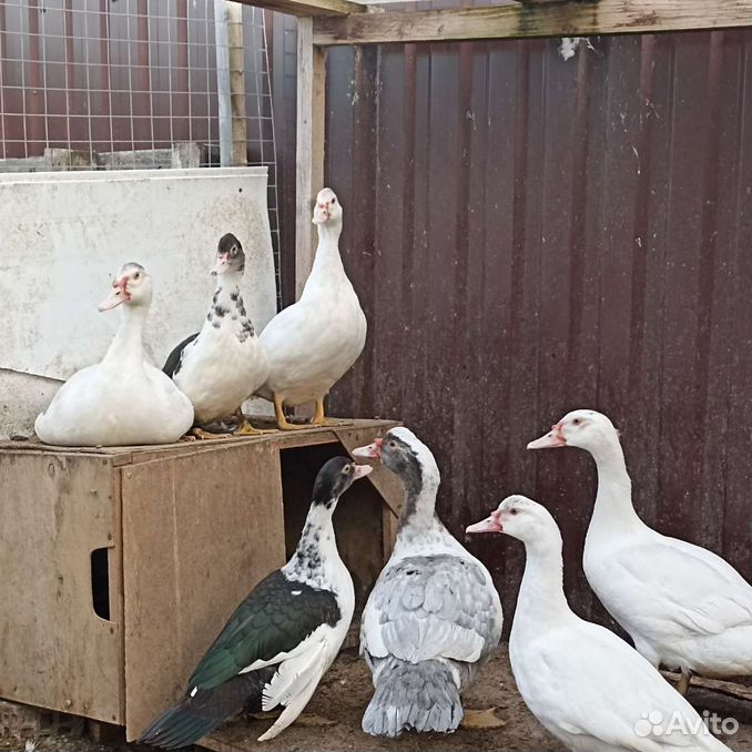 Мускусные утки