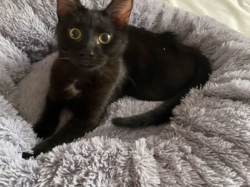 Котенок в добрве руки
