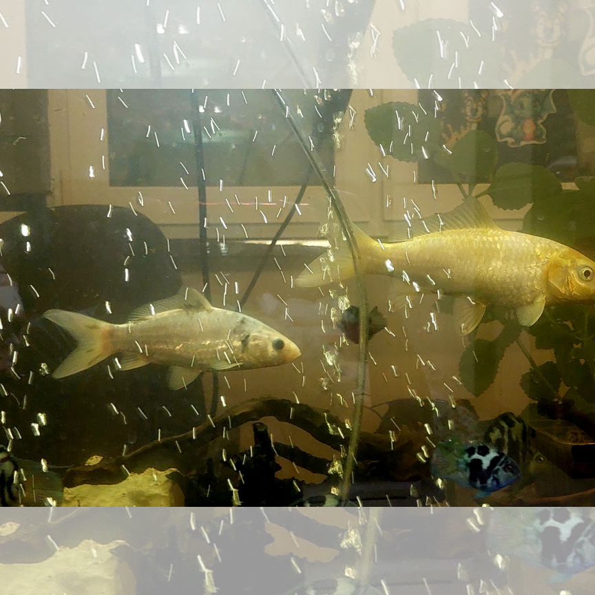 Аквариумные рыбки: Карп кои