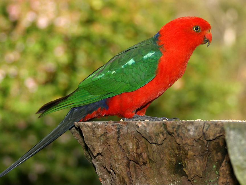 Королевский попугай