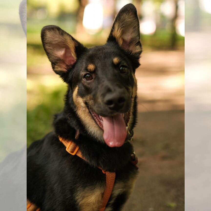 Немецкая овчарка, щенок