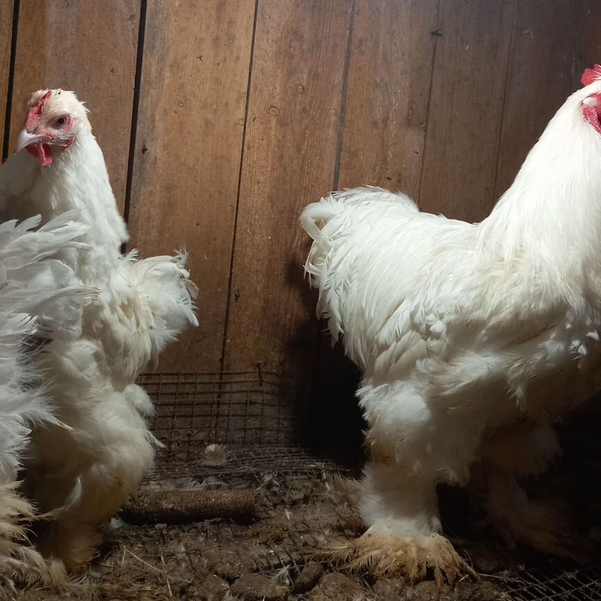 Кохинхины семья