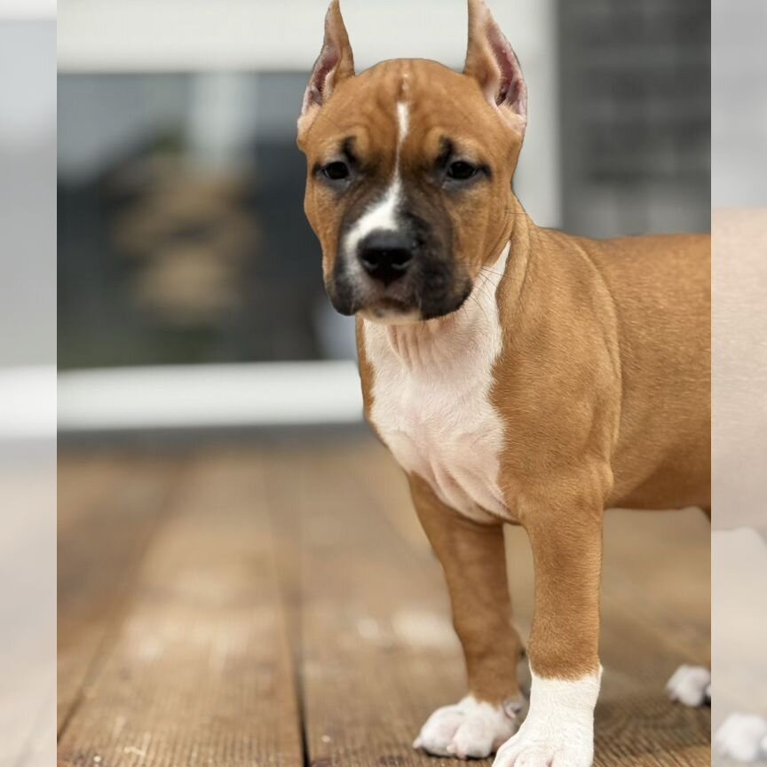 Американский стаффордширский терьер, щенок