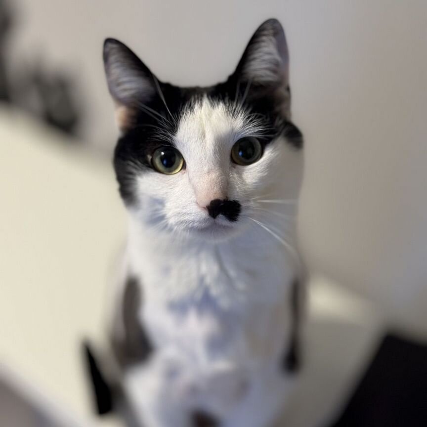 Кот, дарующий любовь