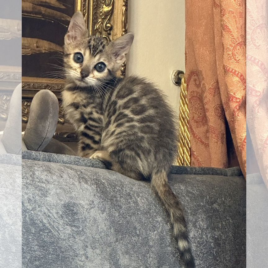 Бенгальская девочка