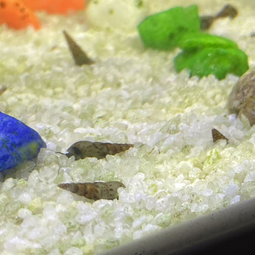 Улитки аквариумные