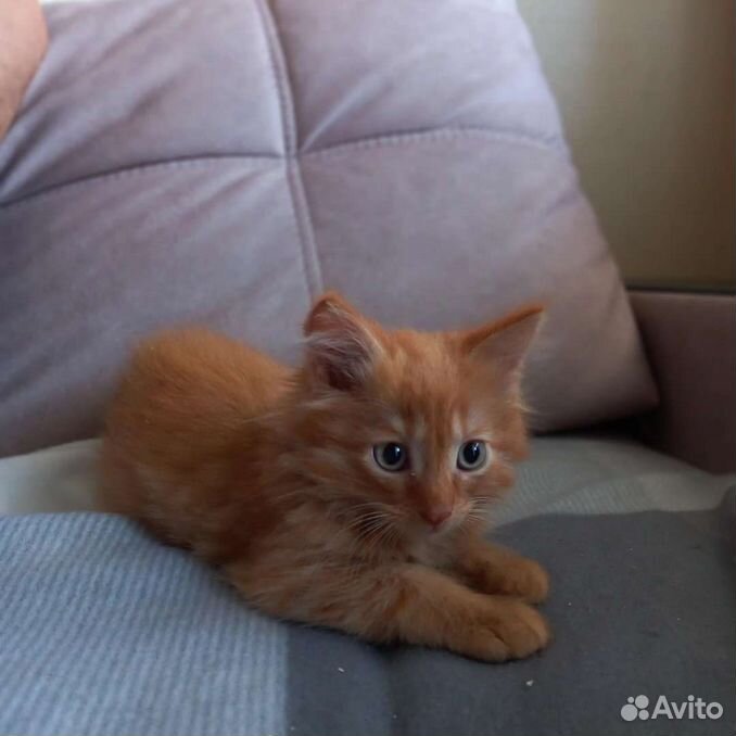 Мандаринчик мальчик 2 мес