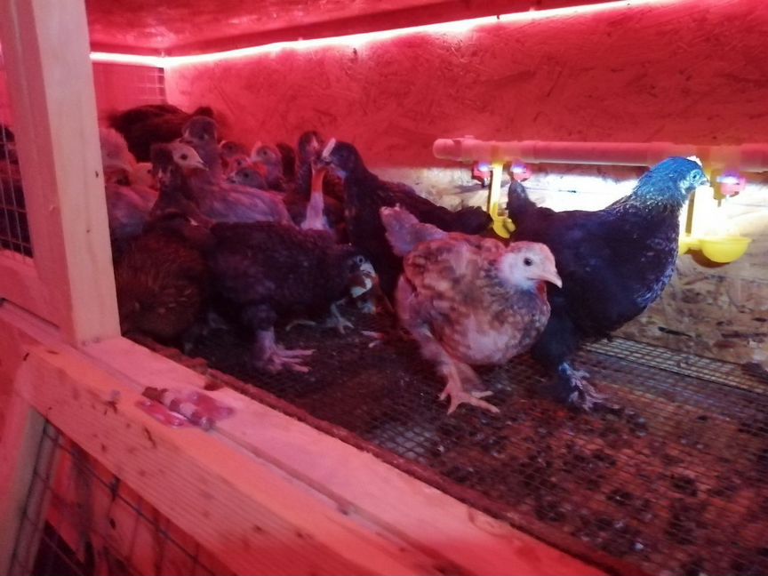 Куры молодки несушки