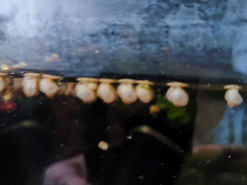 Улитки аквариумные ампулярии