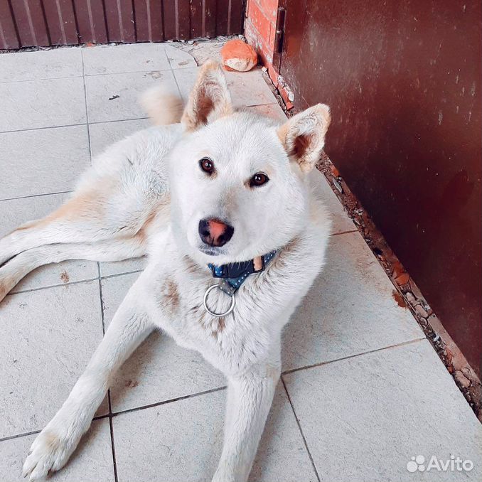 Молодой пес Мишка в заботливые руки