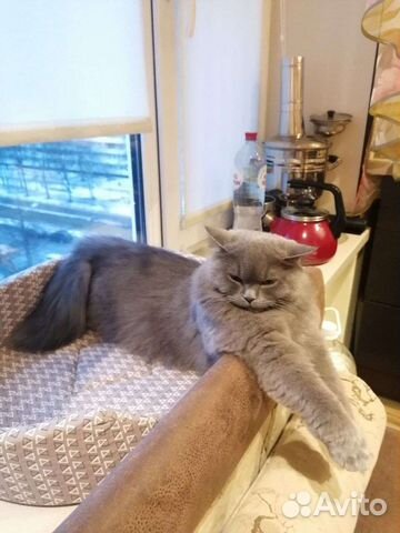 Метиз шотландца и британца