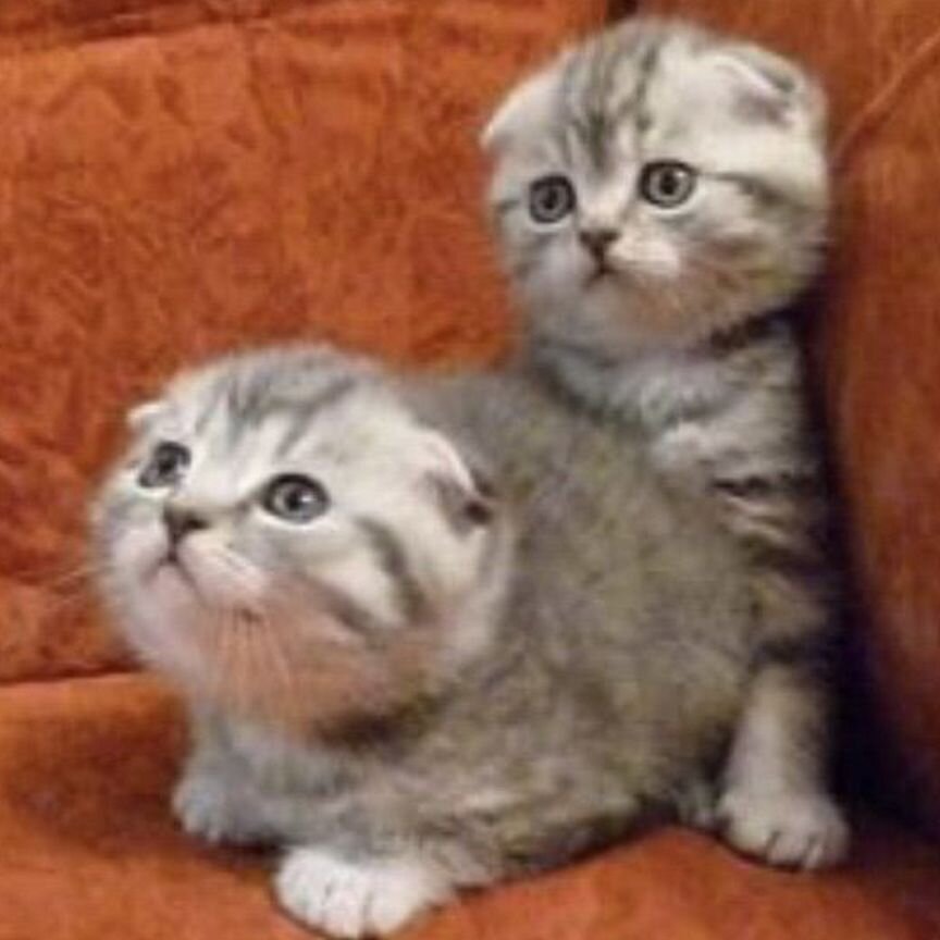 Шотландский вислоухий короткошёрстный котёнок