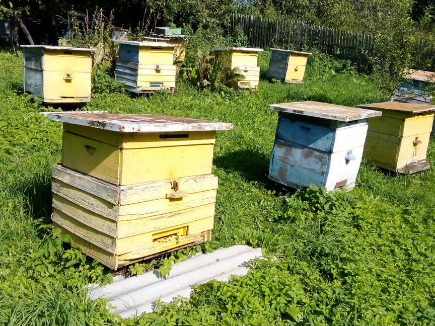 Улей для пчел бу