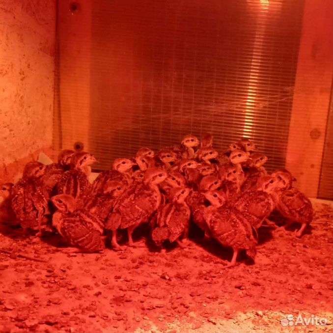 Цыплята кеклика