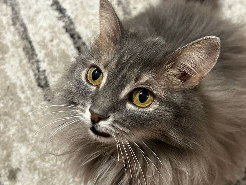 Кошка дымчатая молодая бесплатно