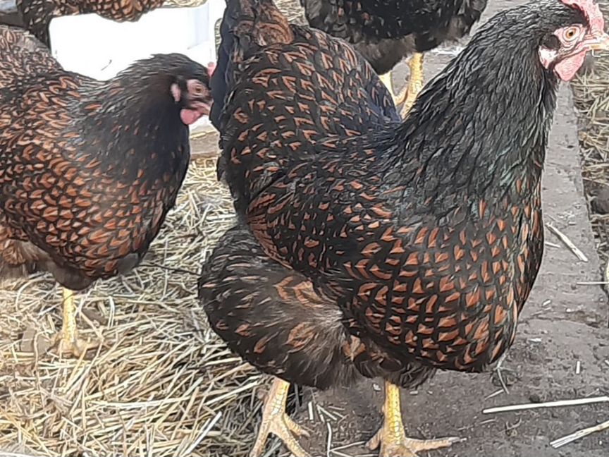 Барневельдер,инкубационное яйцо