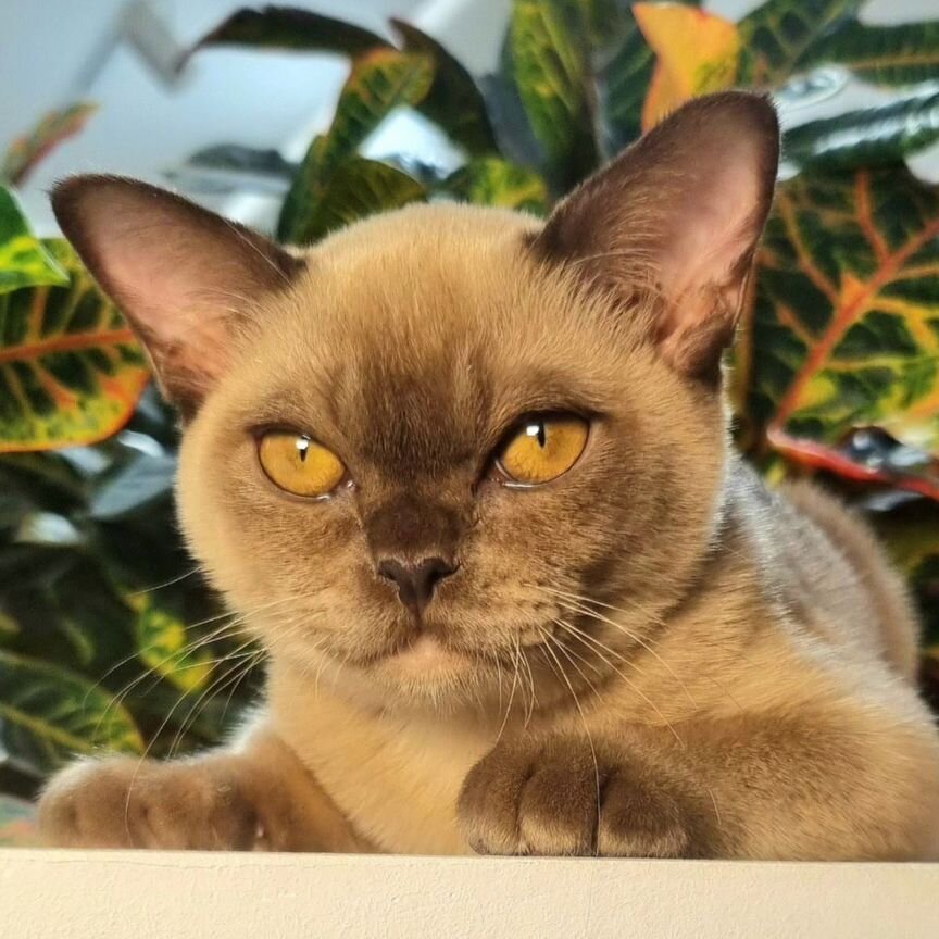 Европейский бурманский котёнок