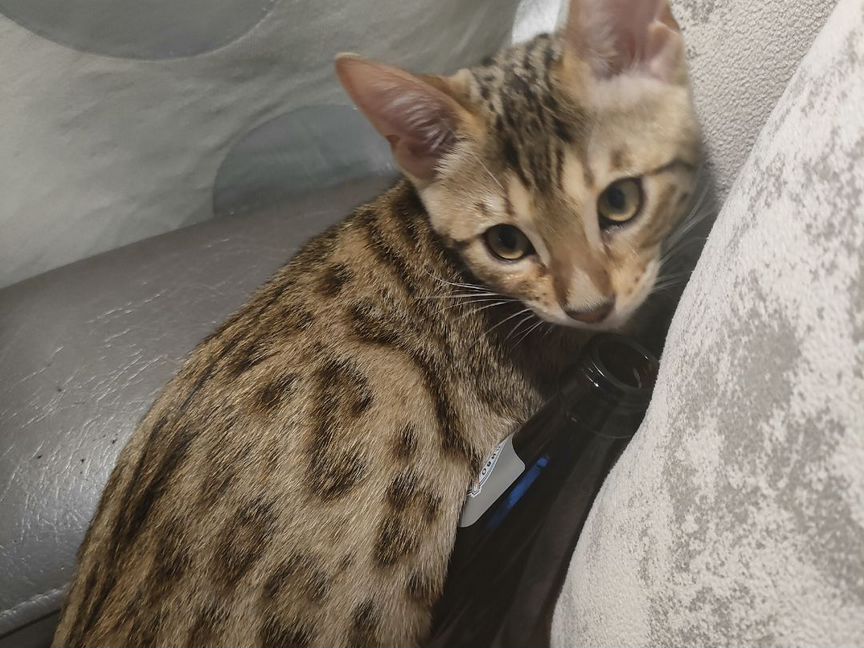 Бенгальская