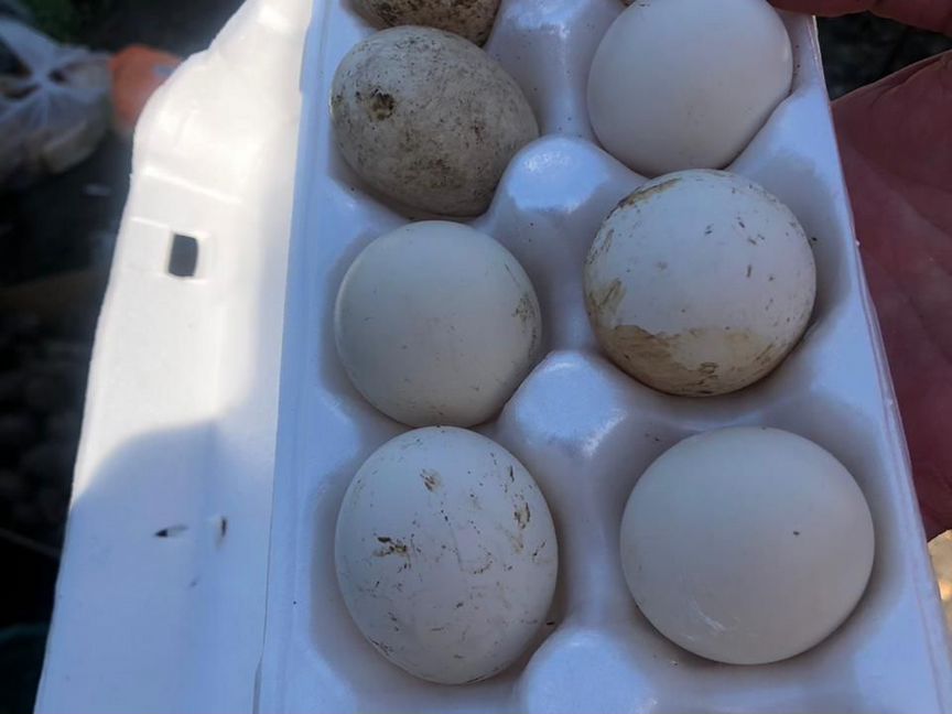 Домашние куриные яйца