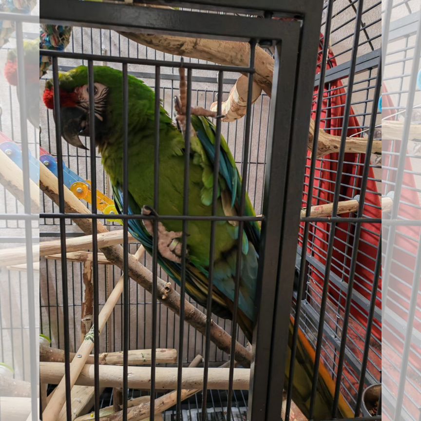 Говорящий попугай