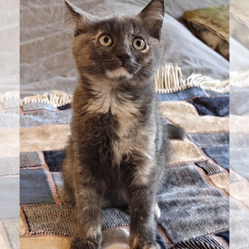 Котенок девочка в добрые руки