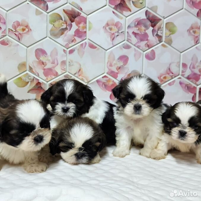 Щенки ши-тцу. Купить ши-тцу в питомнике