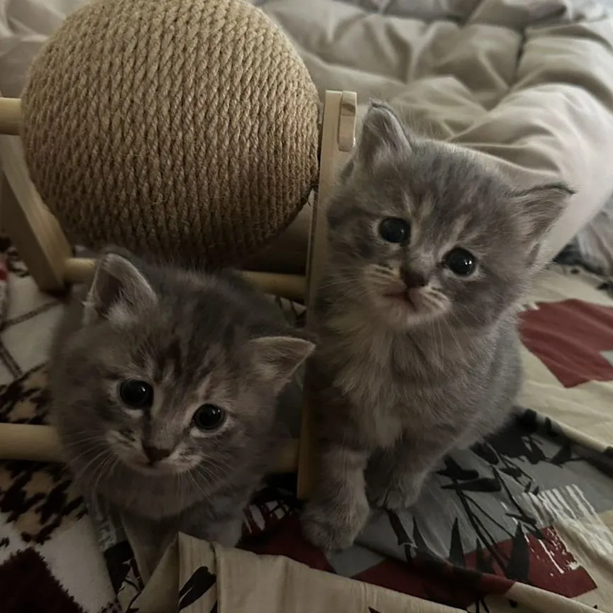 Котята в заботливые руки