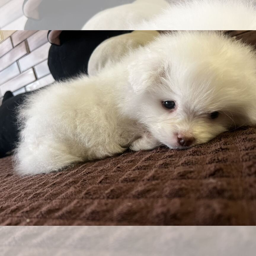 Померанский шпиц, щенок