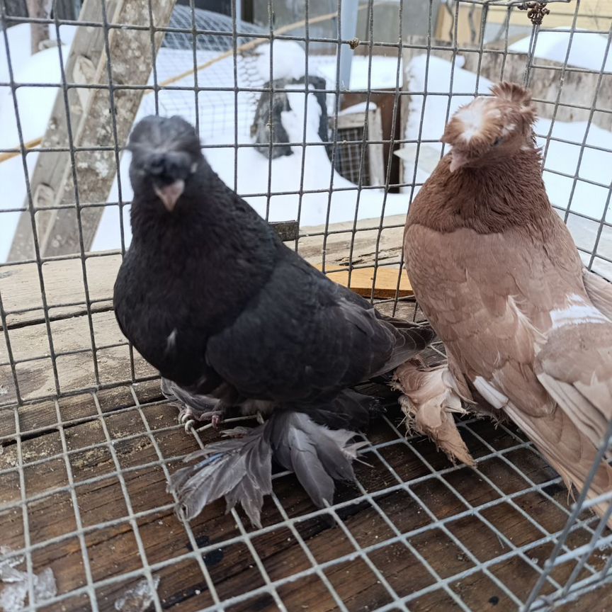 Голуби узбекские