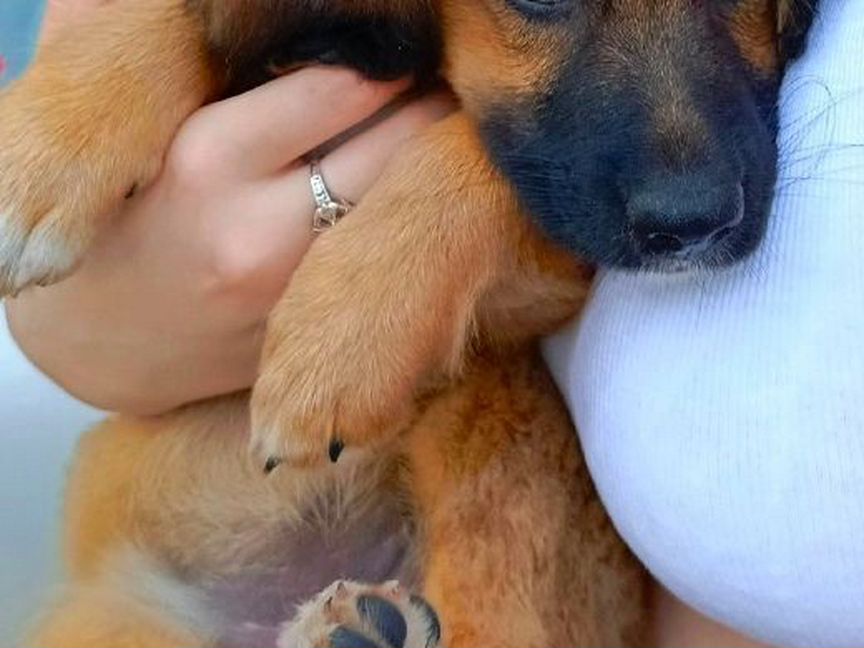 Щенок в добрые ручки