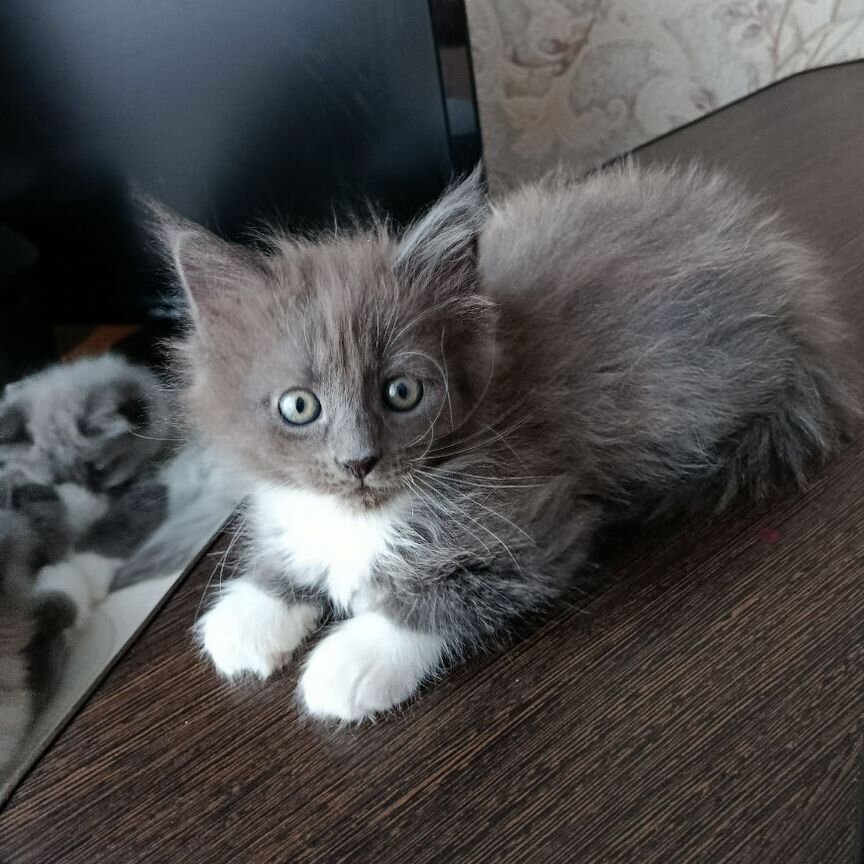 Мейн-кун котёнок