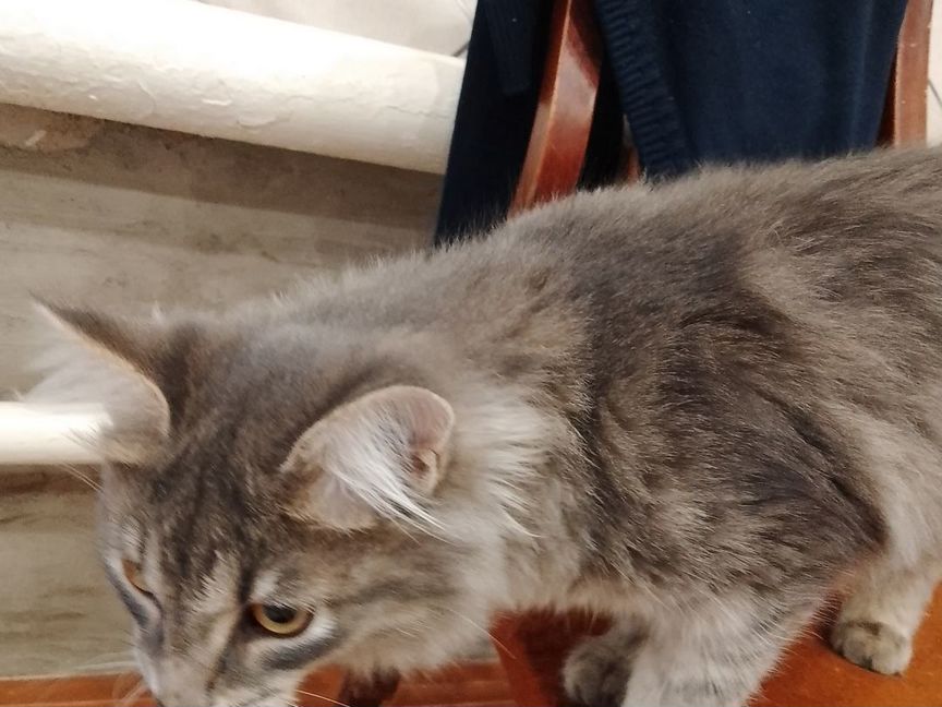 Отдаём кота Зайку, возраст:4 месяца, сибиряк