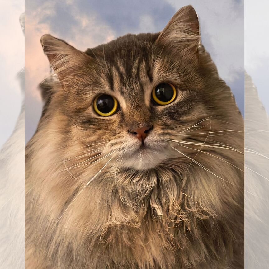 Взрослая, кошка в добрые руки