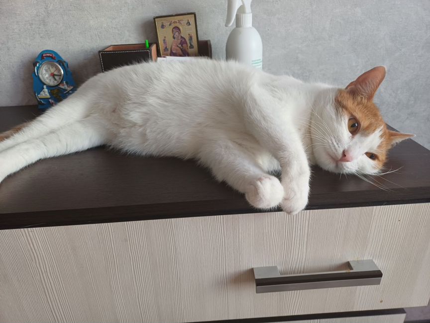 Отдам своего кота Боню, в добрые руки