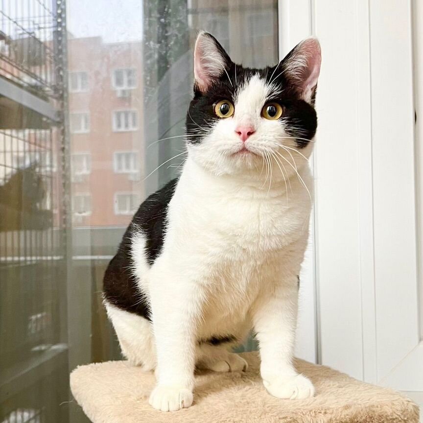 Котенок Ляля - идеальный ребенок в добрые руки