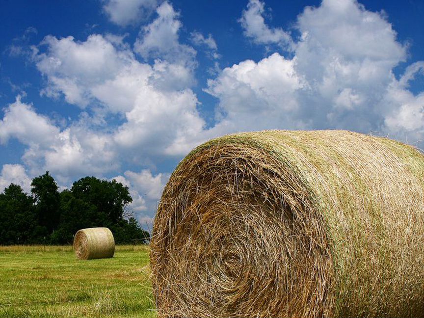 Сено в тюках 400 кг/тюк. В Балахте. Доставка возм