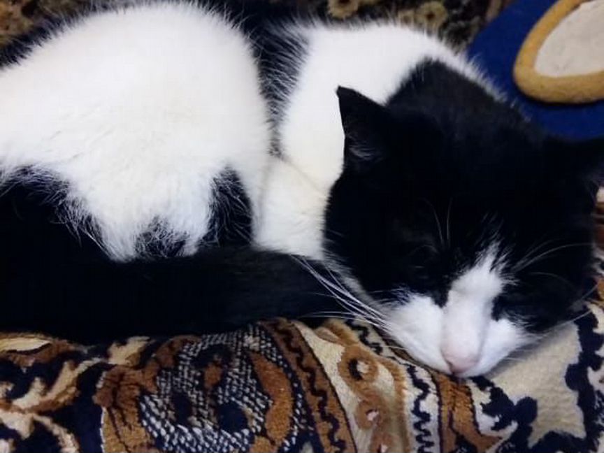 Кошка в дар бесплатно