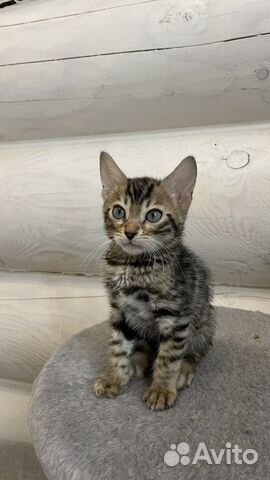 Бенгальские котята